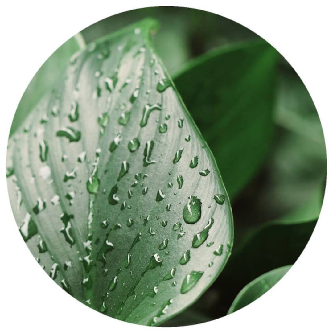 Gandhi Root Essential Oil Homalomena Aromatica Wildcrafted India Light ...