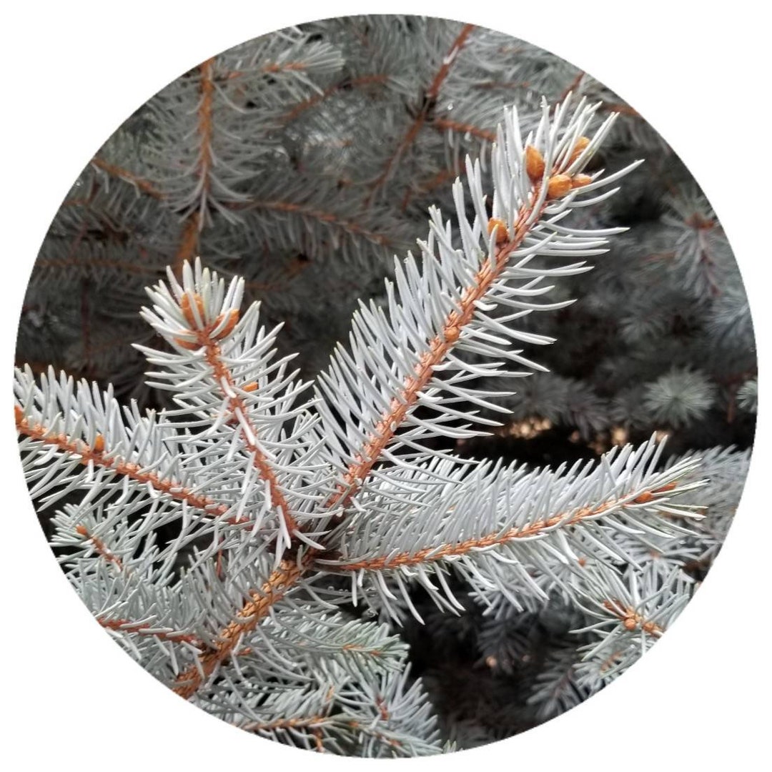 Aceite esencial de abeto, blanco plateado Abies alba Puro de ...