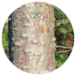 Balsam Fir RESIN Essential Oil Abies Balsamea Wild Canada Rare Steam ...