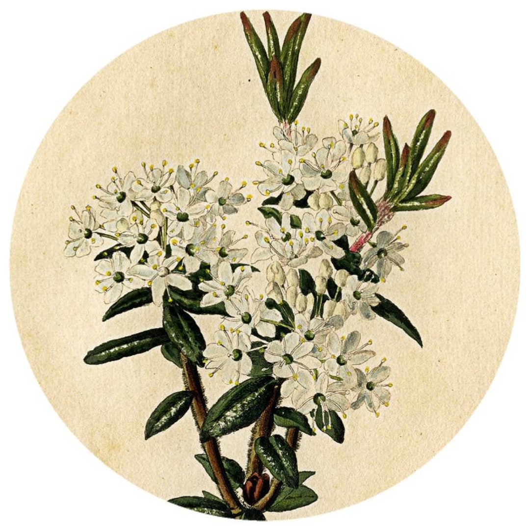 Greenland Moss Essential Oil Organic Ledum Groenlandicum Labrador Tea ...