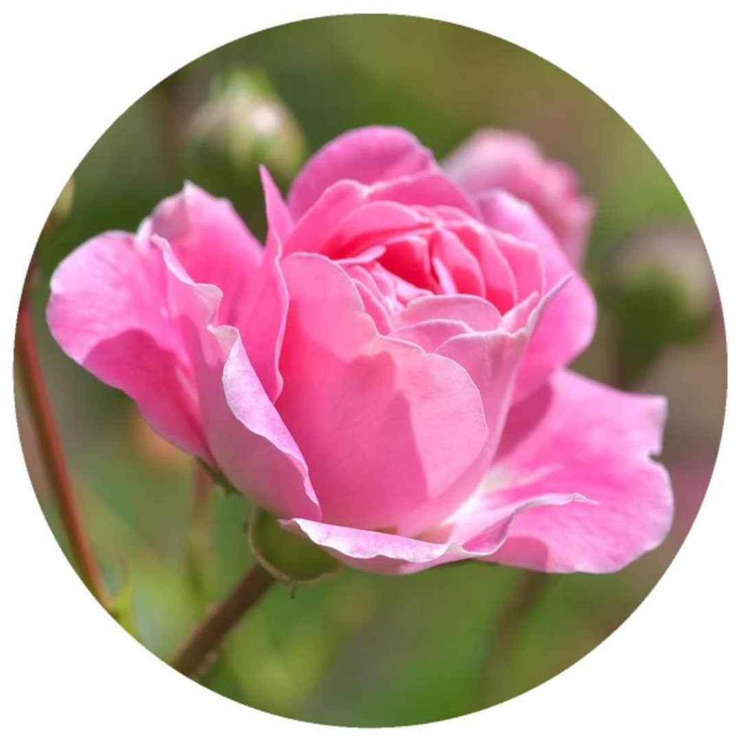 Rose Otto Essential Oil Al Shafa Rare Ta'ifi Rosa Damascena Damask ...
