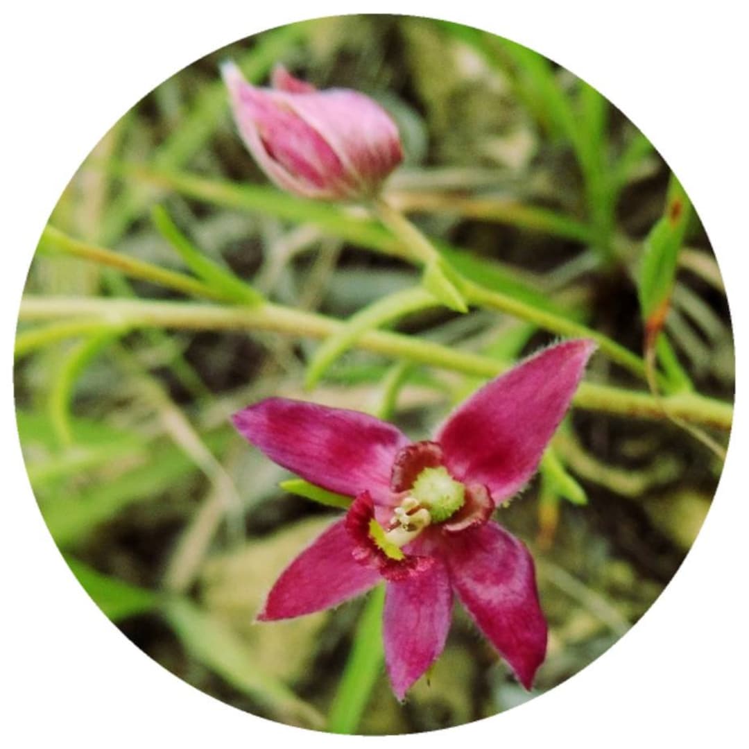 Rhatany Root CO2 Extract Krameria Lappacea Supercritical CO2 Extraction ...