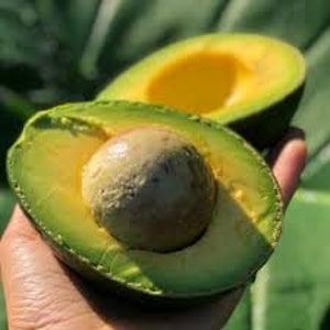 Organic Tropical Body Oil moisturizer 100ml in Miron Glass | Etsy