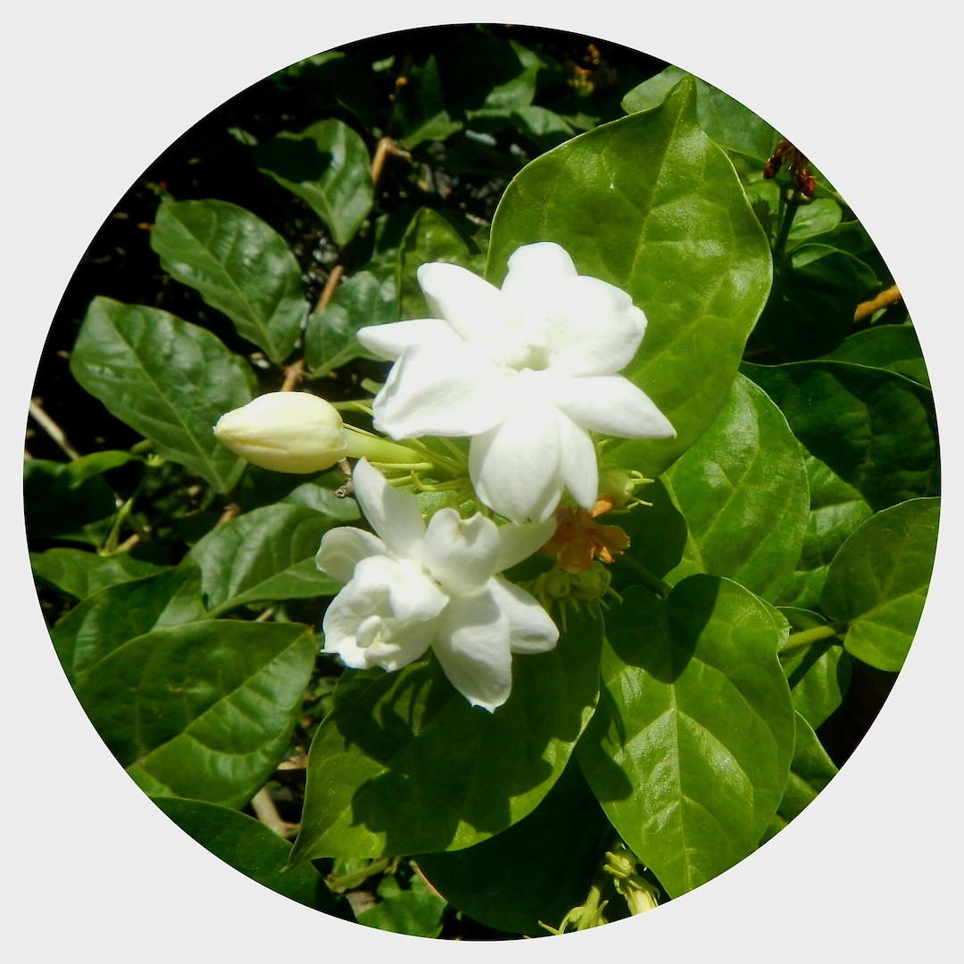 Jasmine Grandiflorum Floral Wax 10 Grams in Miron Glass Jar Exotic ...