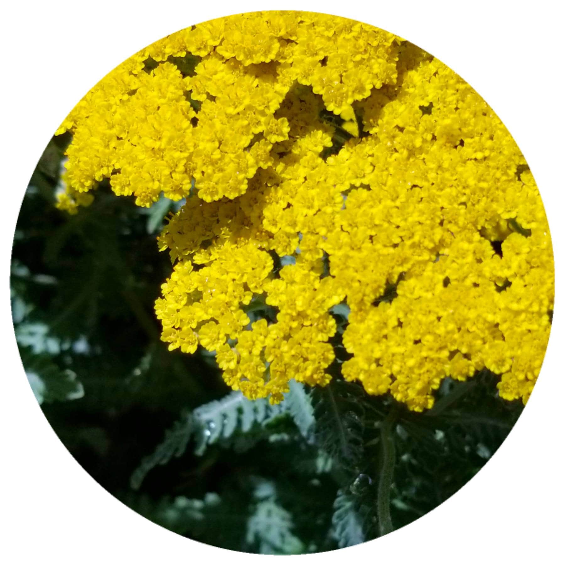 Blue Yarrow Flower