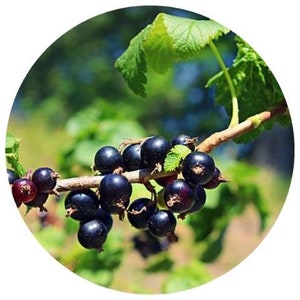 Black Currant Absolute Organic Ribes Nigrum Pure Natural Perfume ...