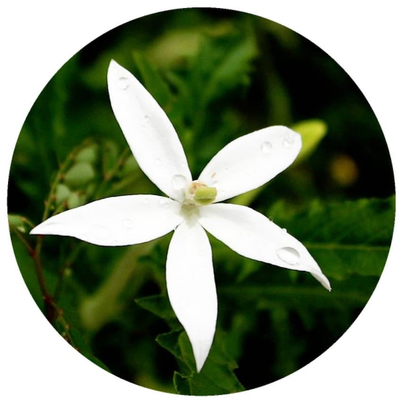 Karo Karounde Absolute Rare All Natural Perfumery Leptactina ...