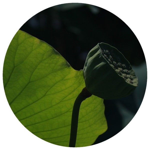 Lotus Seed - Etsy