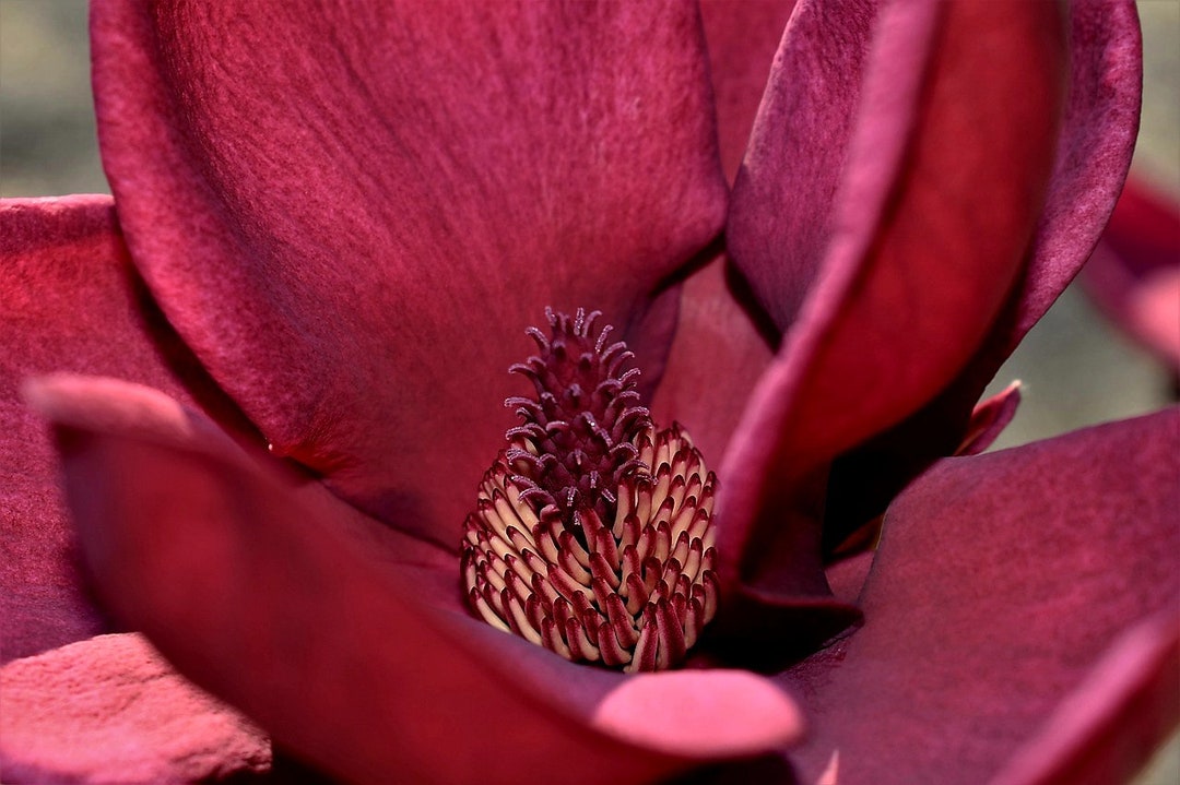 Red Champa Absolute Pure Rare Luscious Fruity Fine Exotic Natural India ...