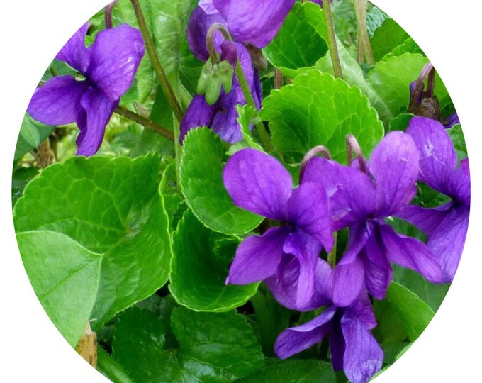 Violet Leaf Absolute - Viola Odorata (egypt) - Etsy Canada