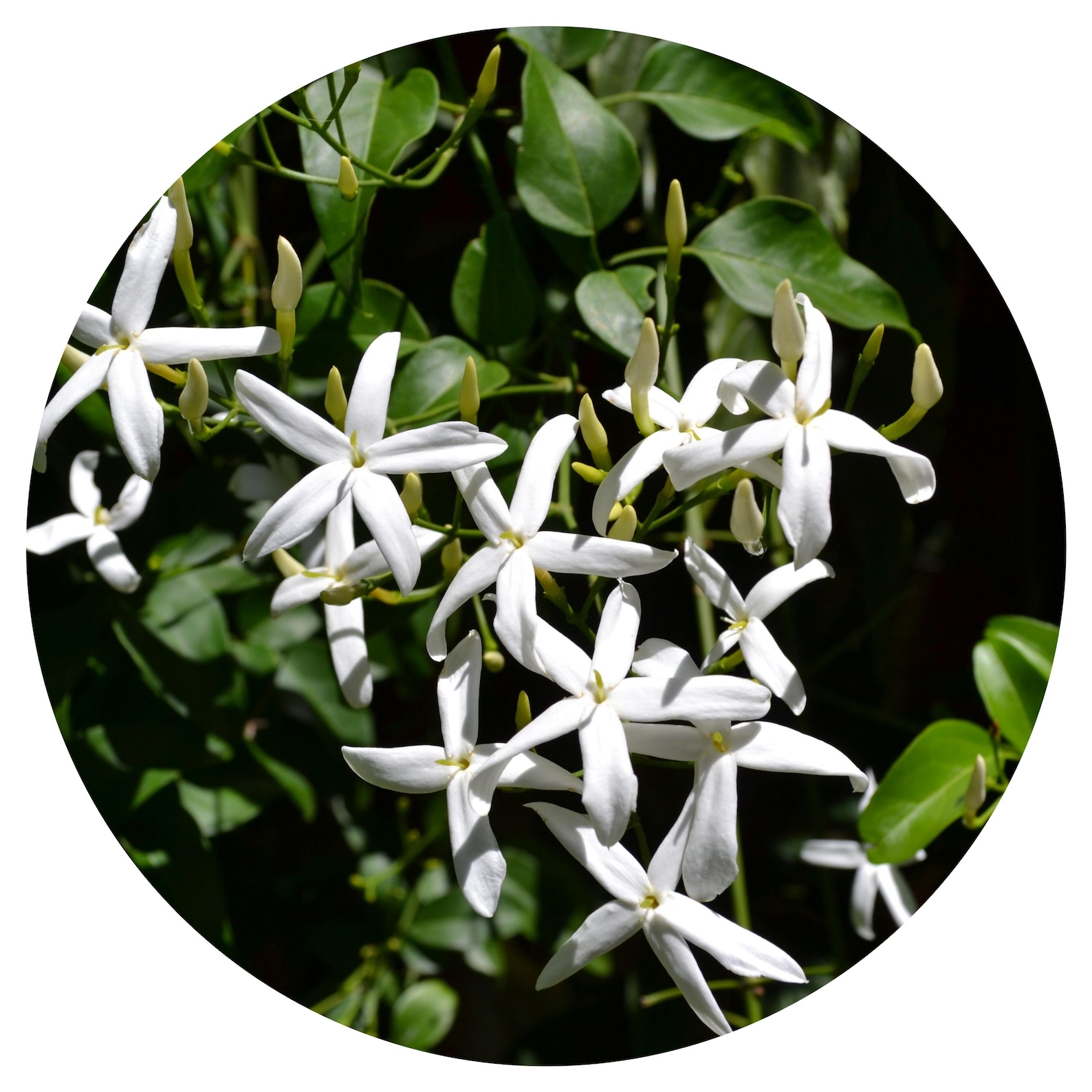 Jasmine Auriculatum Absolute India Sacred Jui Rare 100% Pure Jasminum ...