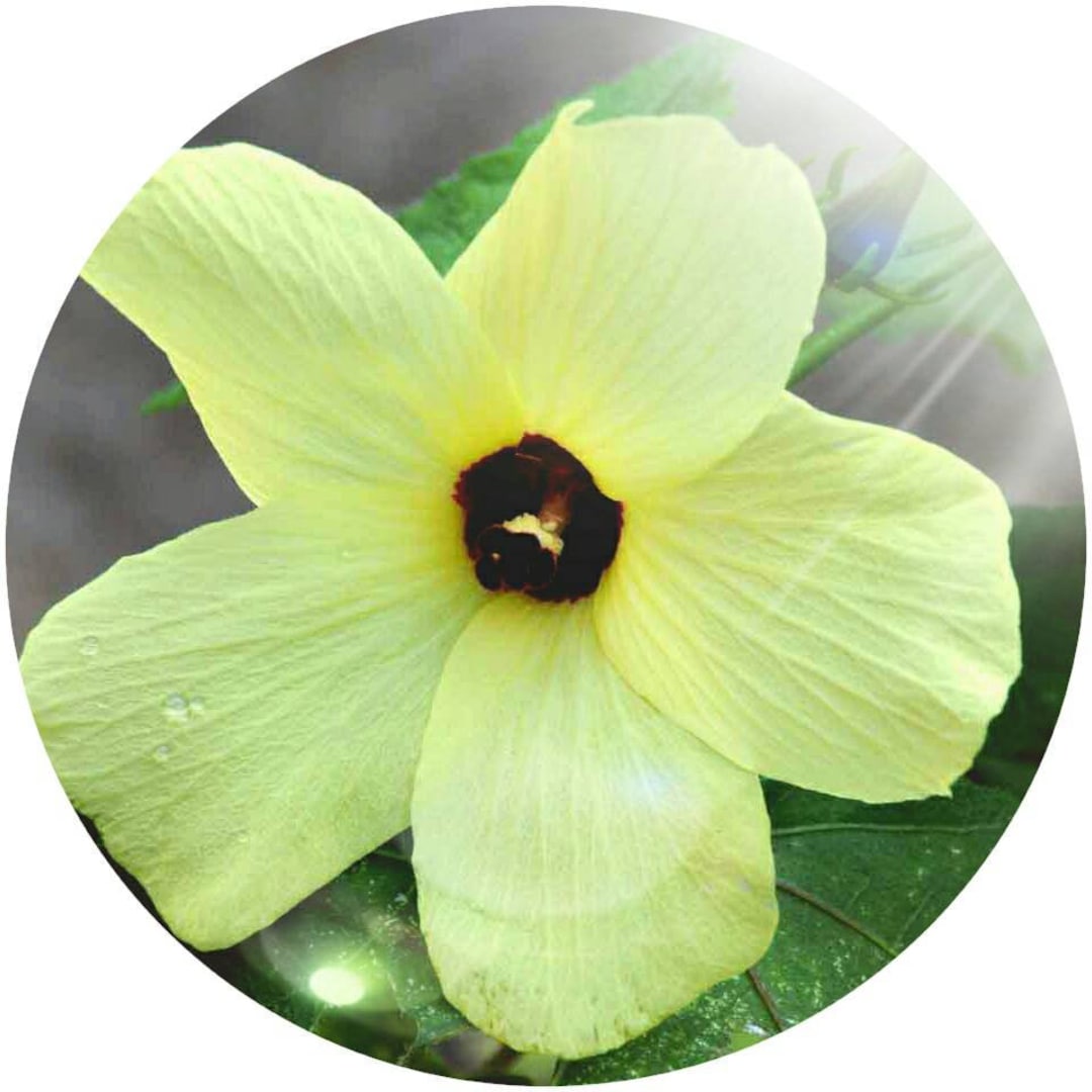 Fine Ambrette Seed CO2 Select Extract (hibiscus Abelmoschus) Musk ...