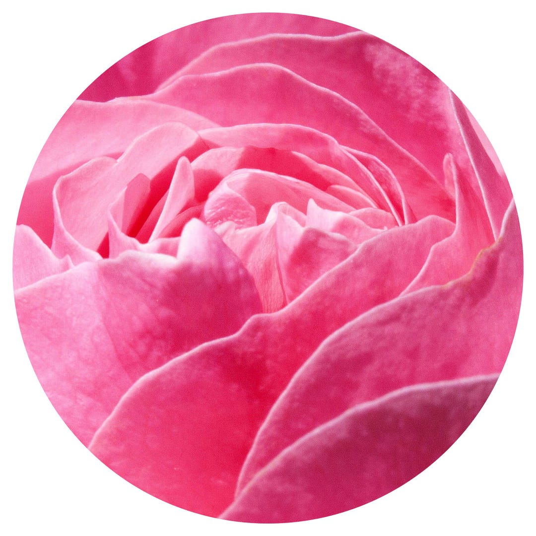 Ruh Gulab Rose Otto Essential Oil India Rosa Damascena 100% Pure ...