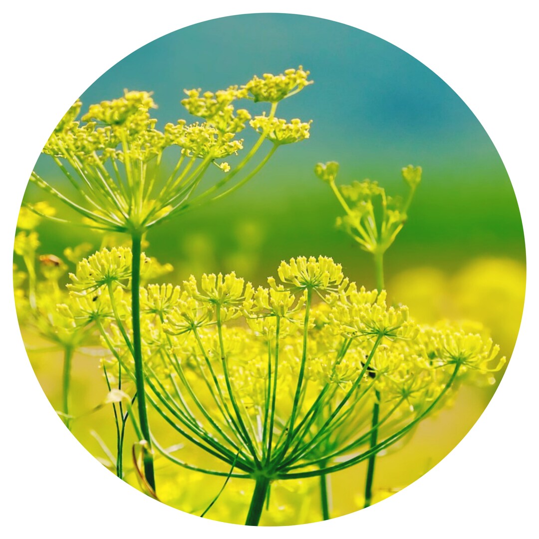 Fennel Seed Essential Oil Sweet Organic Foeniculum Vulgare Corsica ...