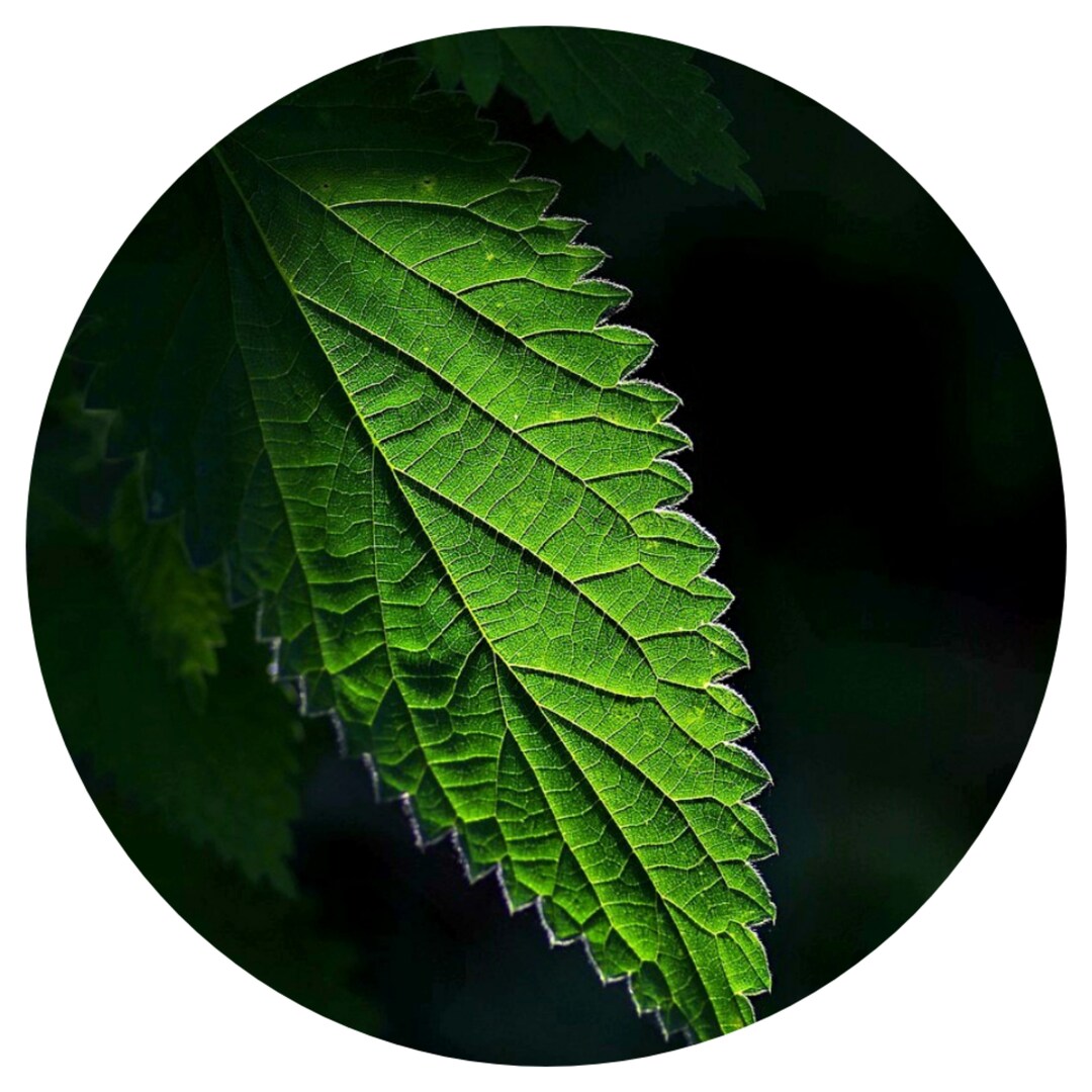 Nettle Absolute Oil Organic Urtica Dioica USA Grown Rare Fine Quality ...