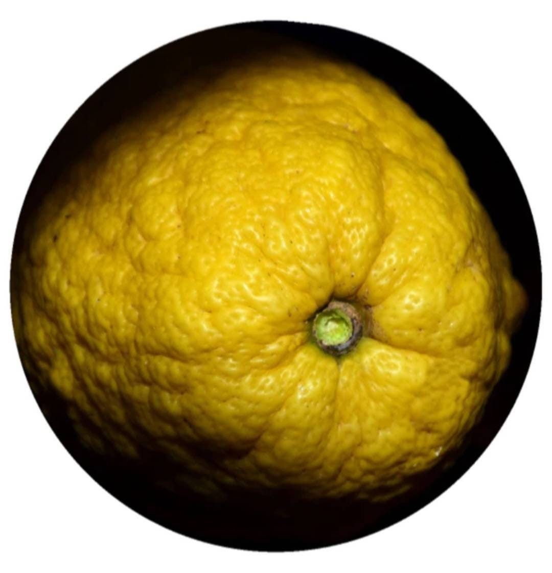 Citron Essential Oil Citrus Medica Italy RARE Heart Note Sweet Green ...