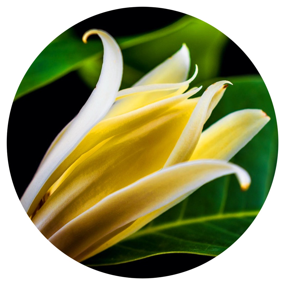 Champaca Flower CO2 Total Extract Gold Yellow Michelia Champaca Pure ...