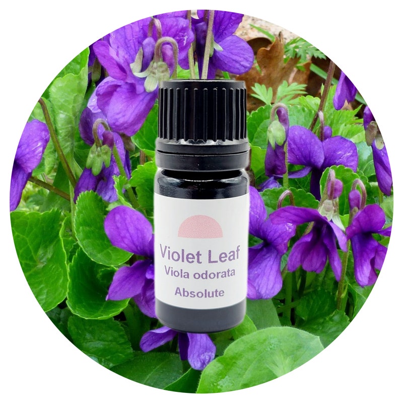 Viola Odorata - Etsy
