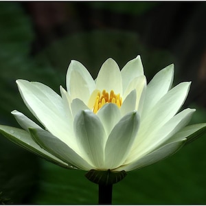 White Lotus Absolute Oil Pure Authentic Organic Nelumbo Nucifera India ...