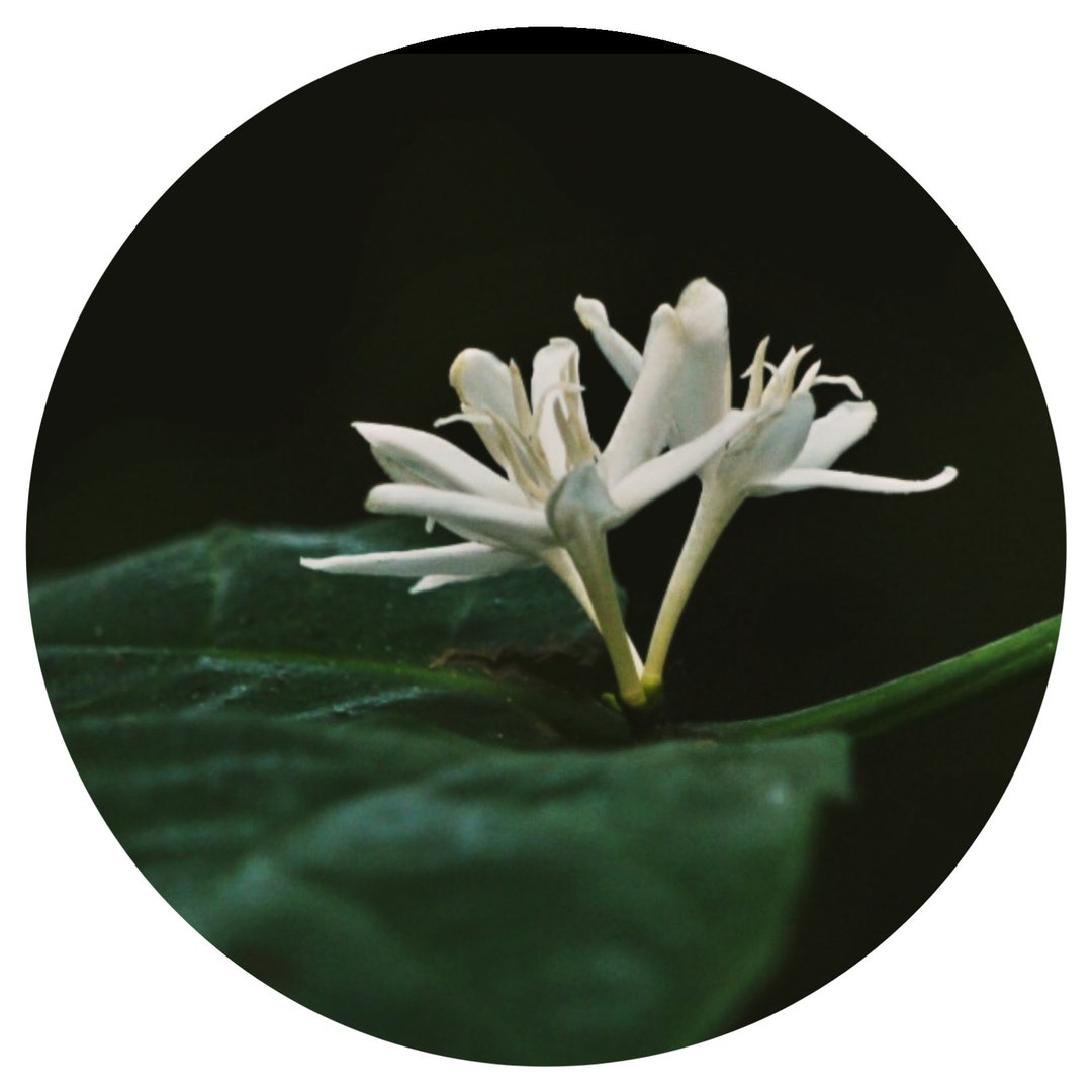 Coffee Blossom Absolute Oil Coffea Robustam Flower Rare Perfume ...