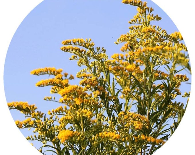 Guava Leaf Essential Oil Organic Psidium Guajava Pure Quality - Etsy