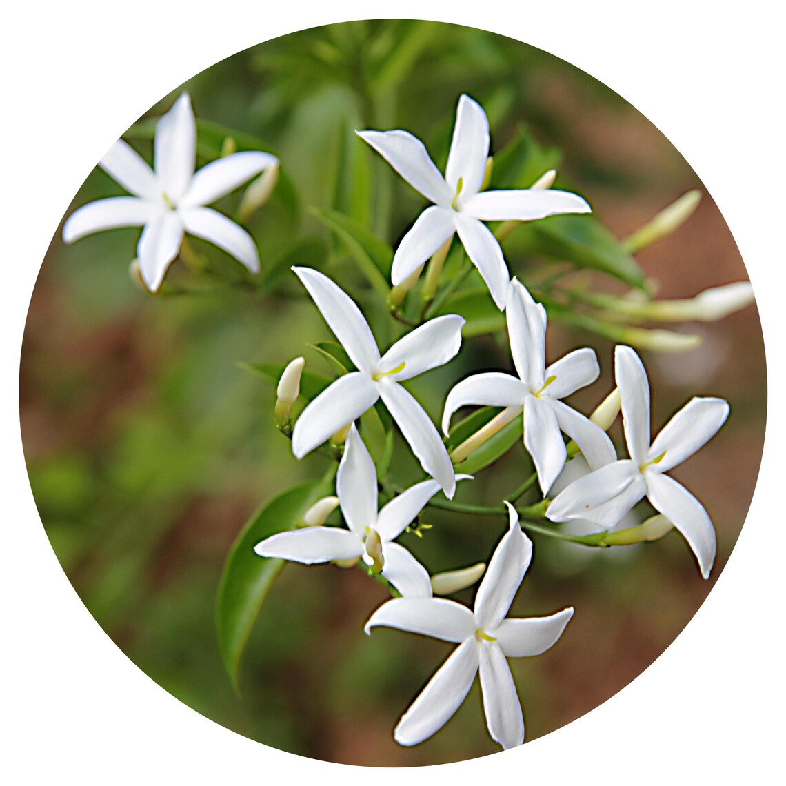 Jasmine Auriculatum Absolute India Sacred Jui Rare 100% Pure Jasminum ...