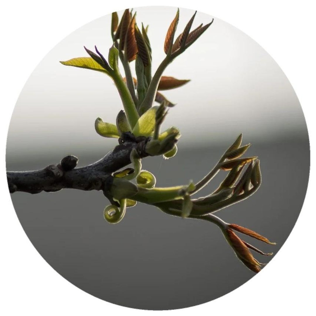 Black Poplar Bud CO2 Extract Pure Natural Populus Nigra Full Spectrum ...