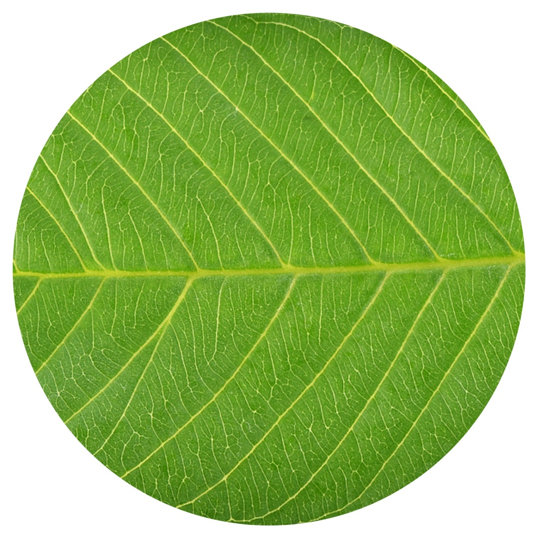 Guava Leaf Essential Oil Organic Psidium Guajava Pure Quality ...