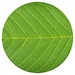 Guava Leaf Essential Oil Organic Psidium Guajava Pure Quality ...