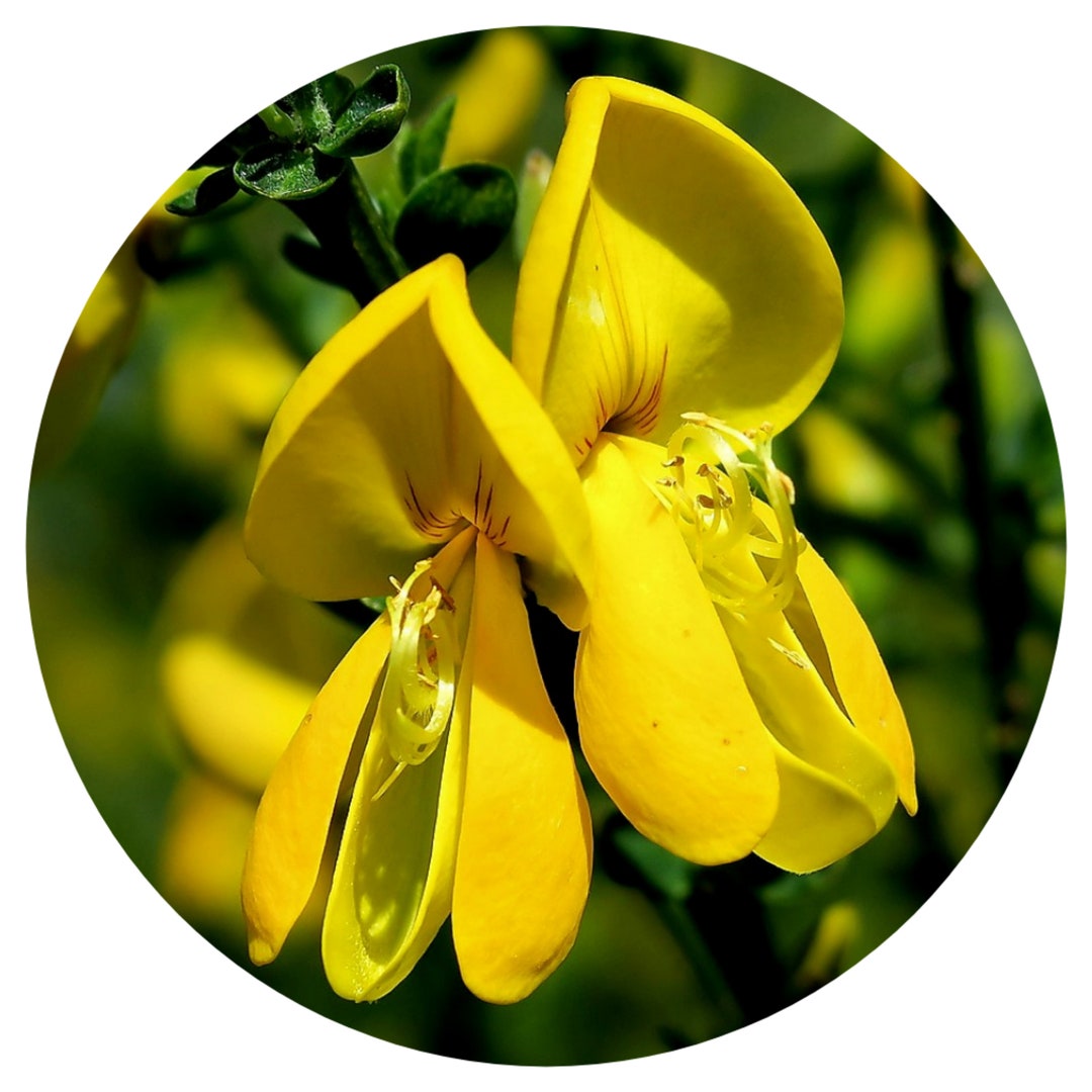 Broom Absolute Genet Flower Oil Italy Spartium Junceum Floral Honey Hay Scent Natural Perfume ...