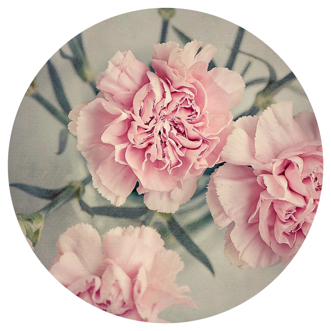 Carnation Absolute Oil Pure Dianthus Caryophyllus Egypt Natural Perfume Perfumery Scent Aroma - Etsy