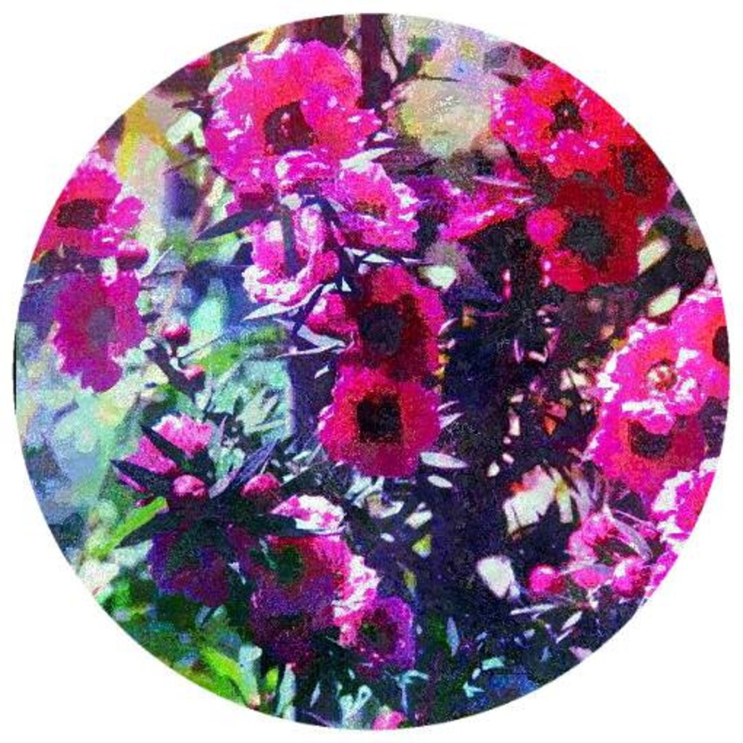 Red Manuka Essential Oil Rare Premium Quality Wild East Cape New ...