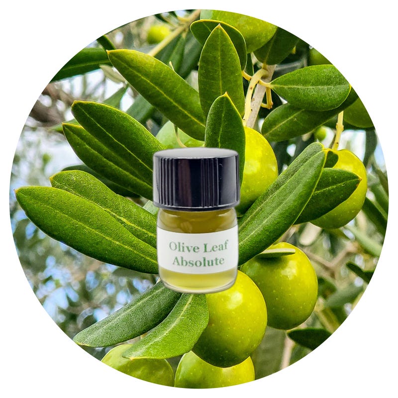 Olive Leaf - Etsy