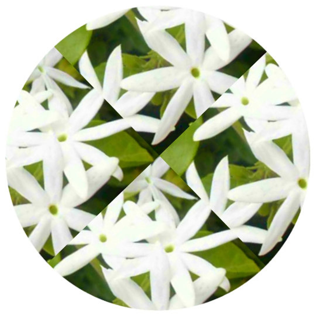 Jasmine Auriculatum Absolute India Sacred Jui Rare 100% Pure Jasminum ...