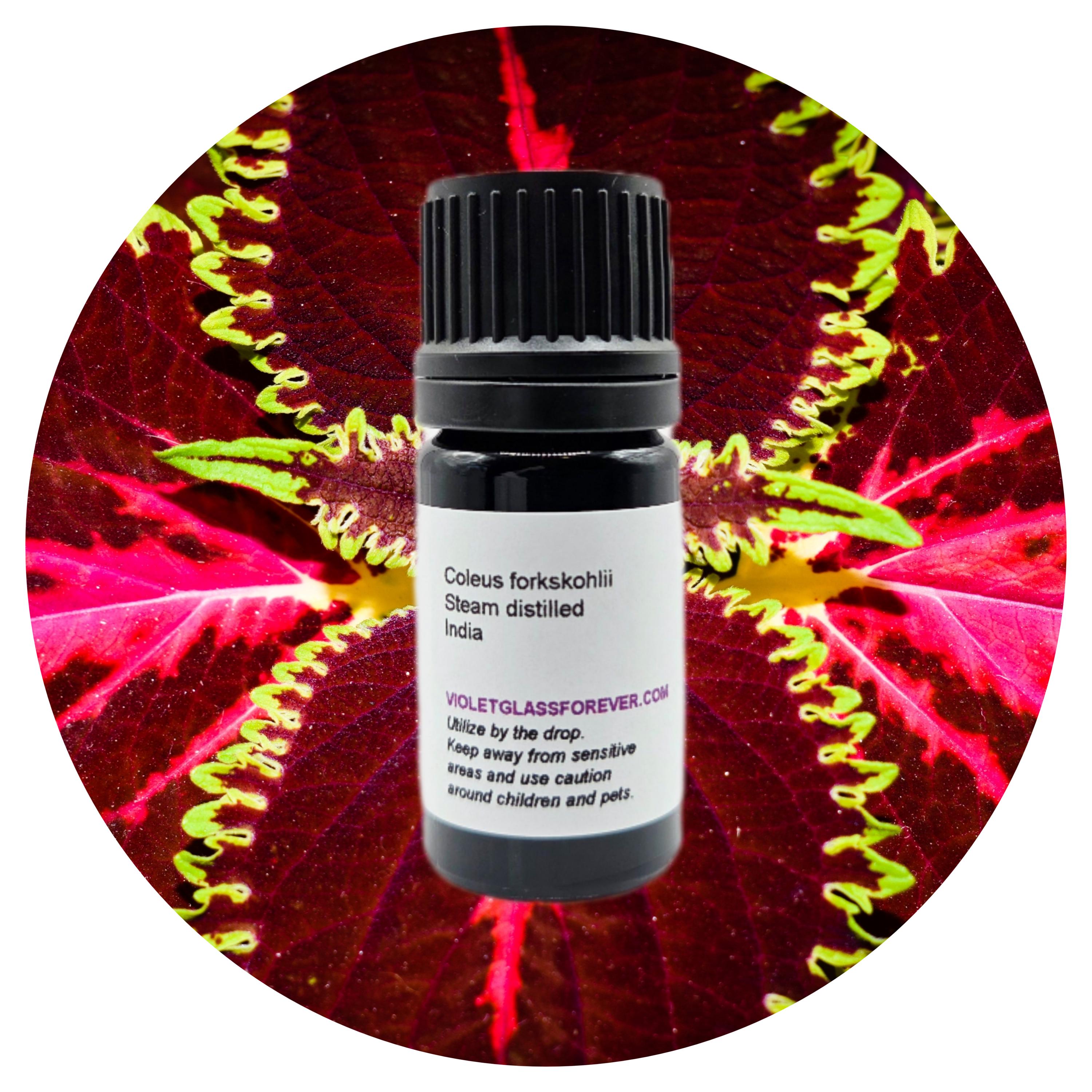 Coleus Root Essential Oil Organic Forskohlii Ayurvedic Ayurveda ...