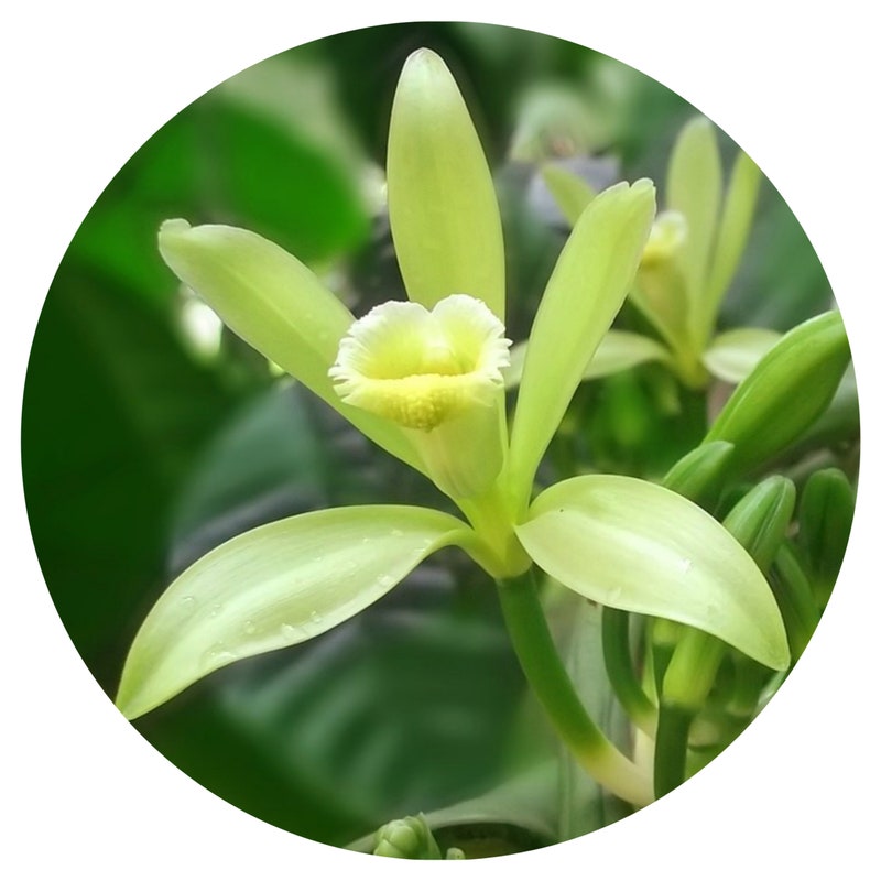 Vanilla Plant Organic - Etsy