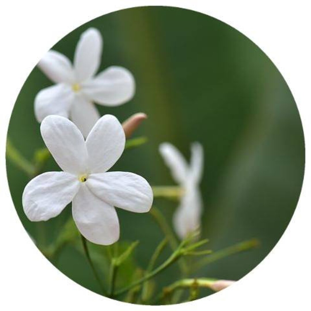 Jasmine Grandiflorum Floral Wax 10 Grams in Miron Glass Jar Exotic ...