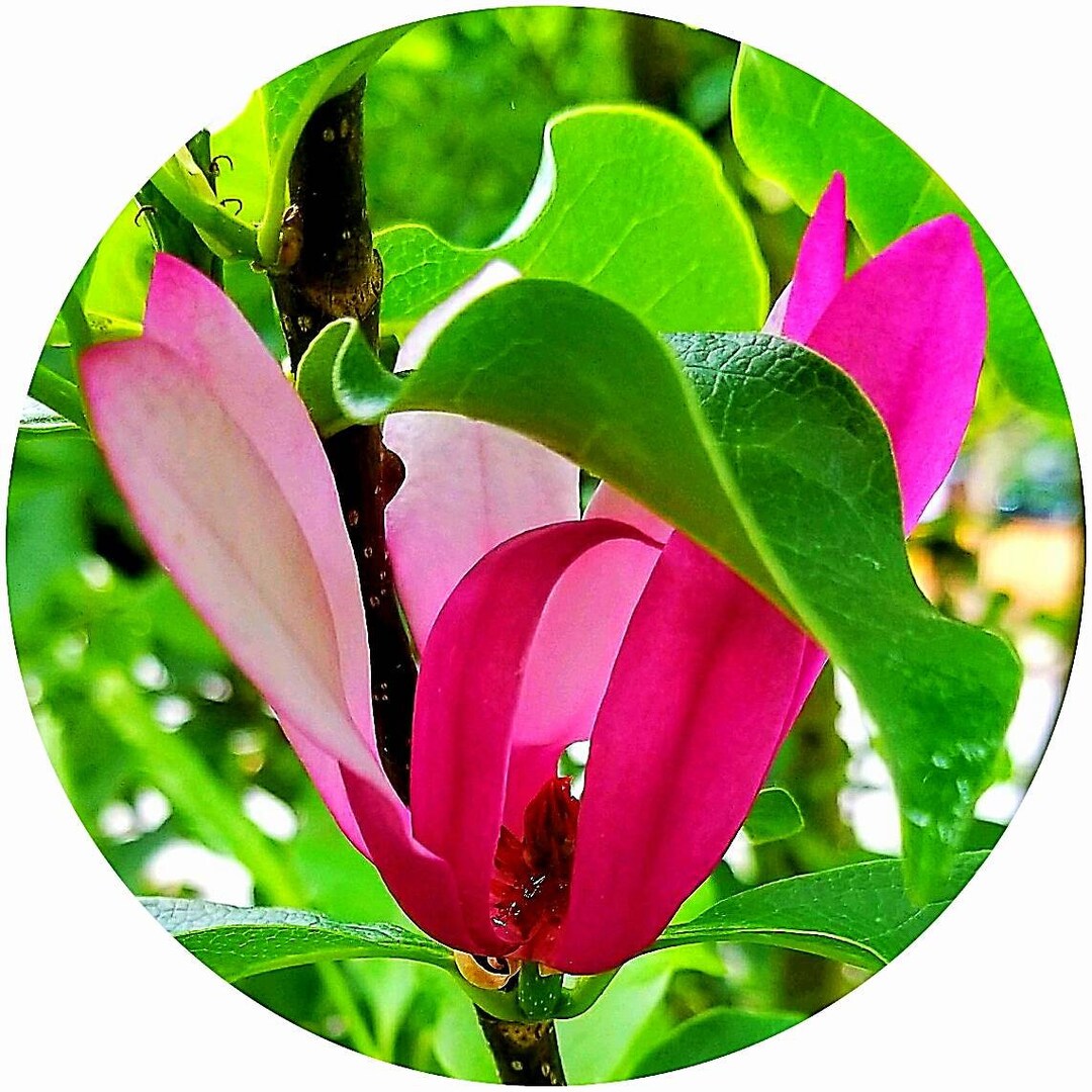 Red Champa Absolute Pure RARE Luscious Fruity Red Champa Fine - Etsy