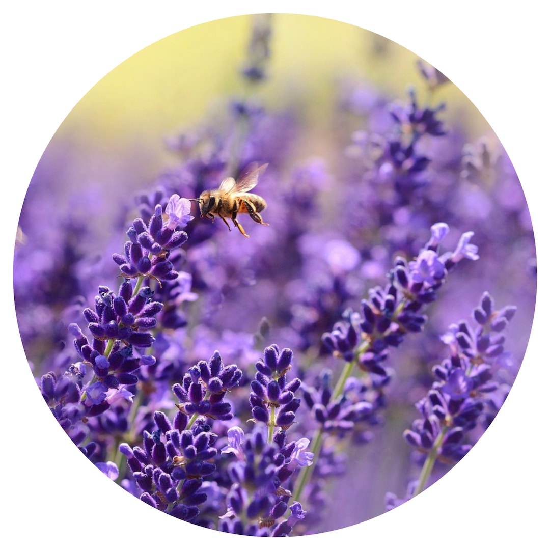 Lavender Flower Essential Oil Organic Flowers Only No Stems Lavandula ...