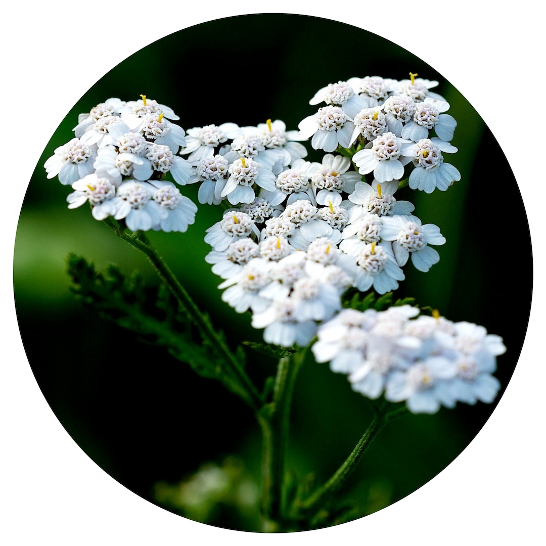 Yarrow Essential Oil, Blue (achillea Millefolium L.) Organic Blue ...