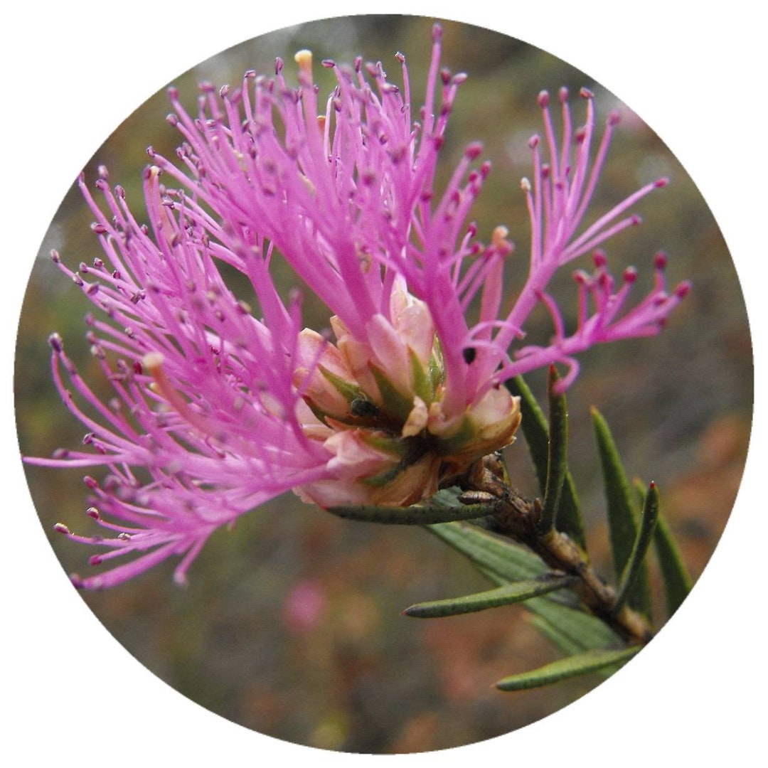 Rosalina Organic Essential Oil Steam Distilled Melaleuca Ericifolia ...