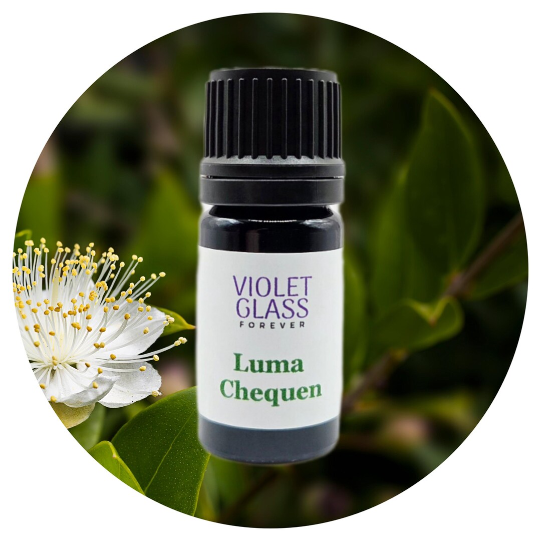 Luma Chequen Essential Oil Peruvian Myrtle Peru White Chilean Aromatherapy Natural Perfumery ...