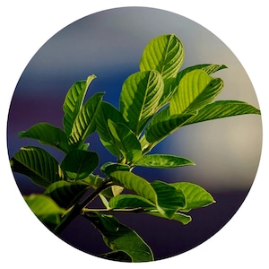 Guava Leaf Essential Oil Organic Psidium Guajava Pure Quality ...