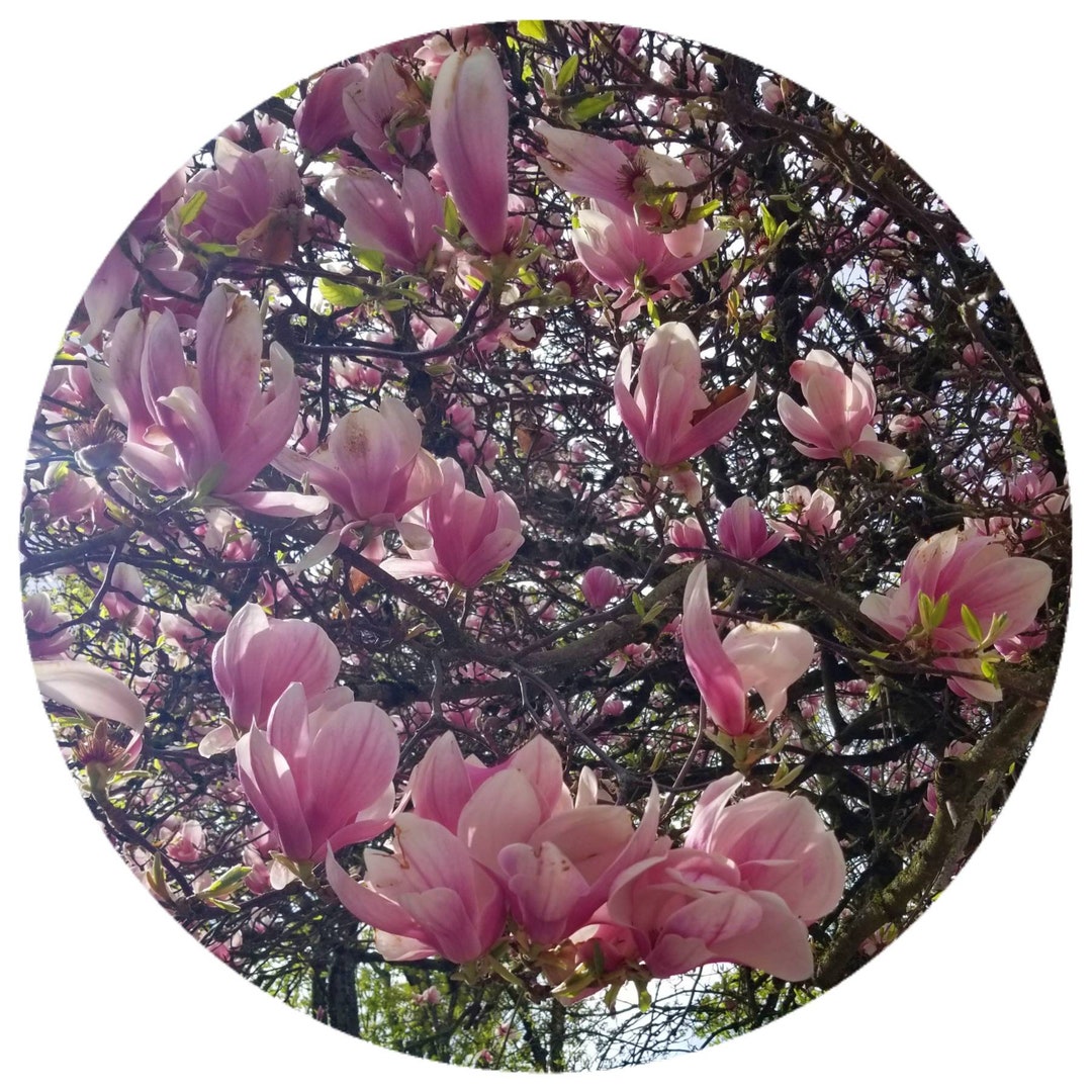 Red Champa Attar Traditional Perfume Cologne Rare Champaca Flower ...