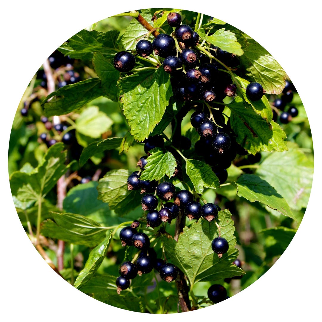 Black Currant Absolute Organic Ribes Nigrum Pure Natural Perfume ...