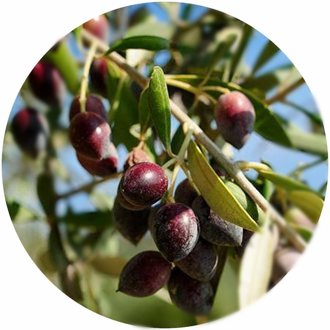 Organic Olive Oil (olea Europaea) Ice Pressed Cold Pressed Extra Virgin ...