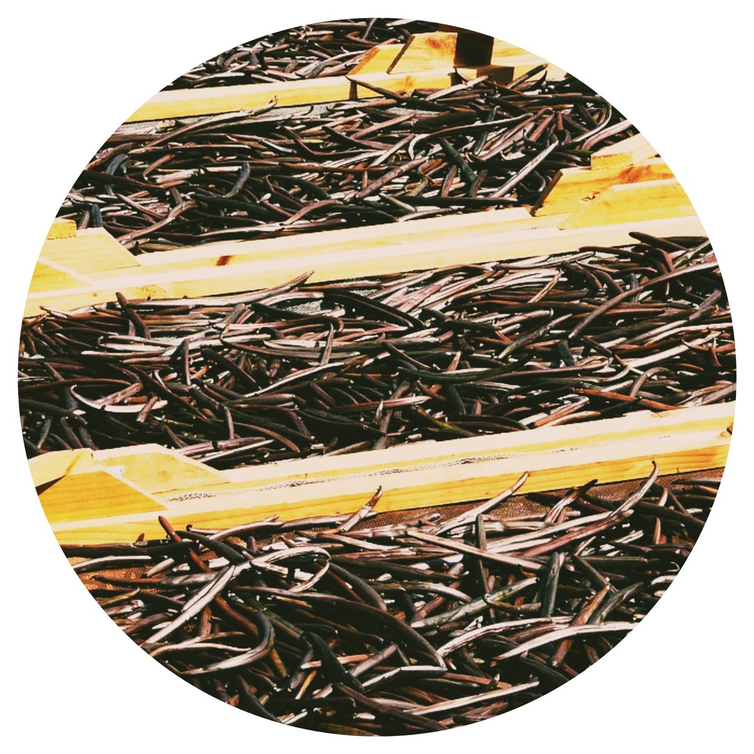 Vanilla CO2 Total Extract Organic India Vanilla Planifolia Highest ...