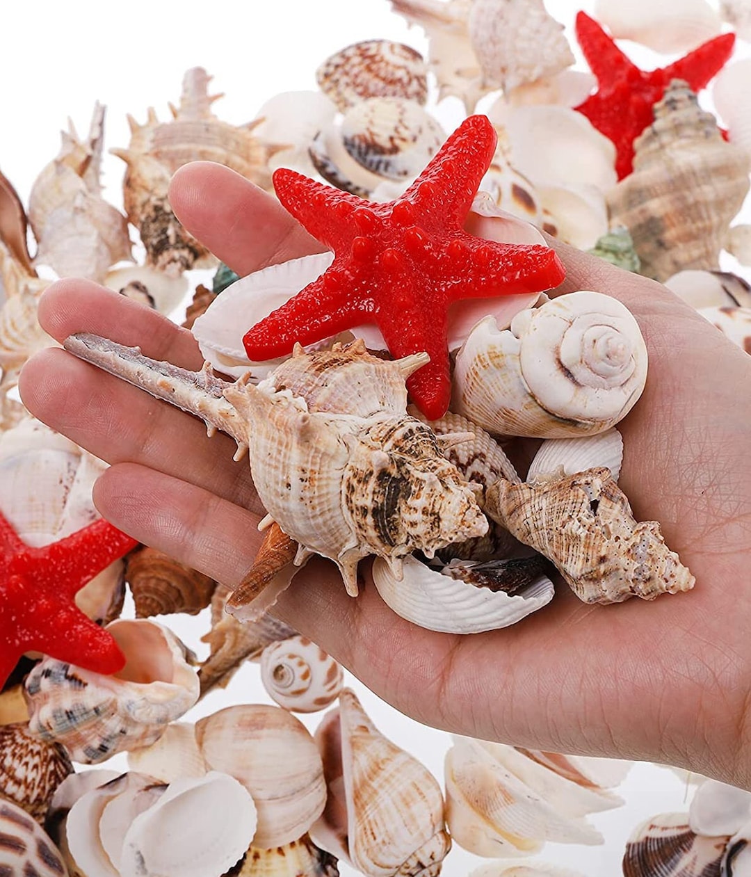 Mixed Seashells, Bulk Mixed Seashells, Seashells for Crafts, Mixed Lot ...
