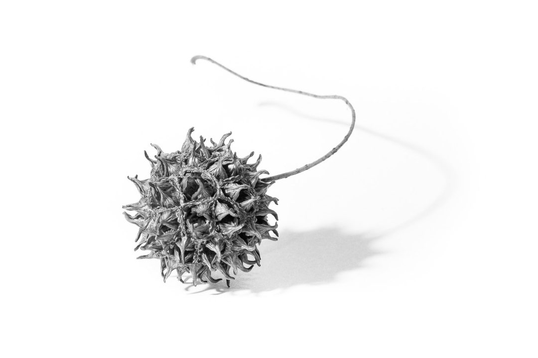 Fine Art Black and White Seed Pod Print, Archival Print, 8x12, 12x18 ...