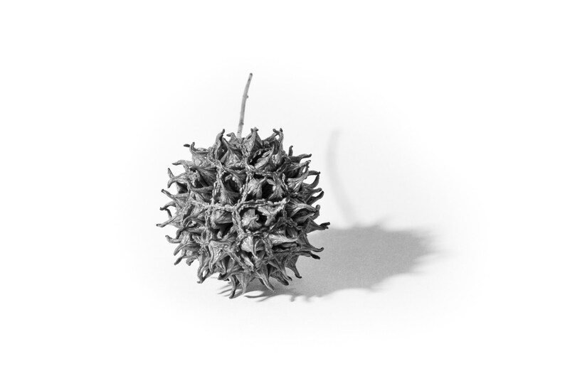 Fine Art Black and White Seed Pod Print, Archival Print, 8x12, 12x18 ...